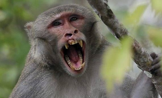 Qatil meymunlar: Əkiz körpələri qaçırdıb öldürdülər, bir nəfərin başına ...